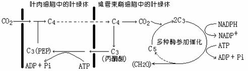 C4植物光合作用的特点过程图解: C4植物基本特点可归纳为: 在C4植物中有C4途径也有C3途径 C4途径发生在叶肉细胞的叶绿体中.C3途径 ...