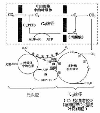 C4植物光合作用的特点过程图解: C4植物基本特点可归纳为: 在C4植物中有C4途径也有C3途径 C4途径发生在叶肉细胞的叶绿体中.C3途径 ...