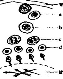 下图为男性曲细精管横切面模式图． 表示由精原细胞(a)生成精子的过程.图中可能含有46条染色体的细胞是 A．细胞a B．细胞b C．细胞c D ...